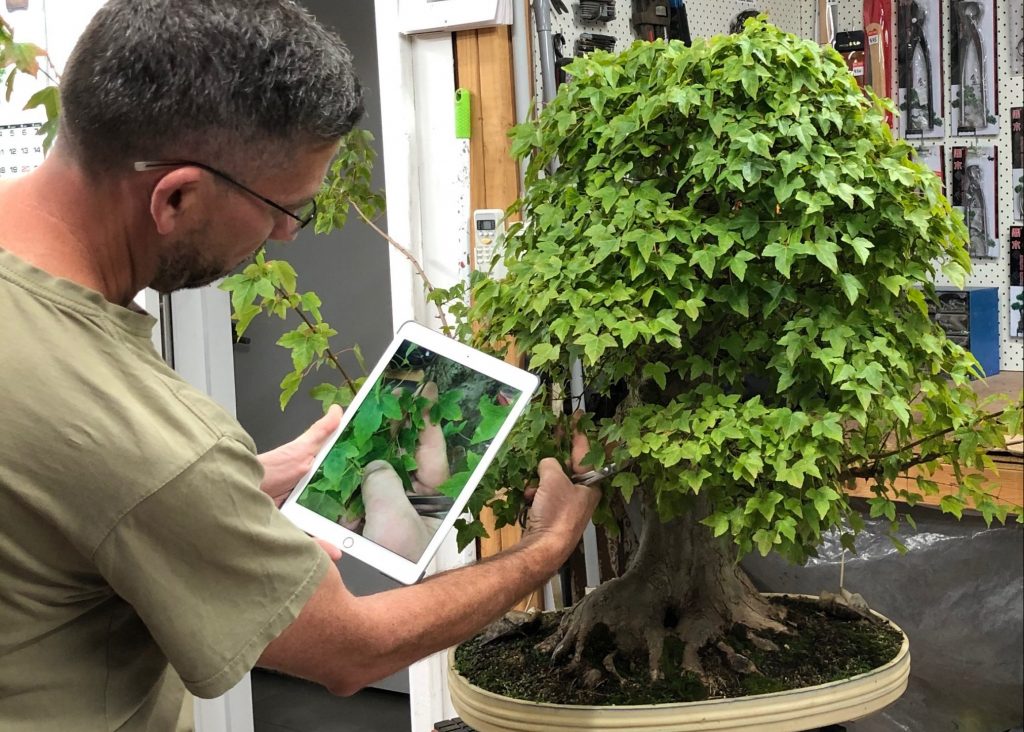 One on One 30Minute Online Workshop - bonsaimatsu.com