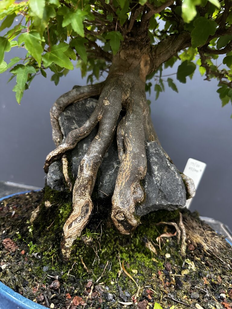 Trident Maple Root Over Rock - bonsaimatsu.com