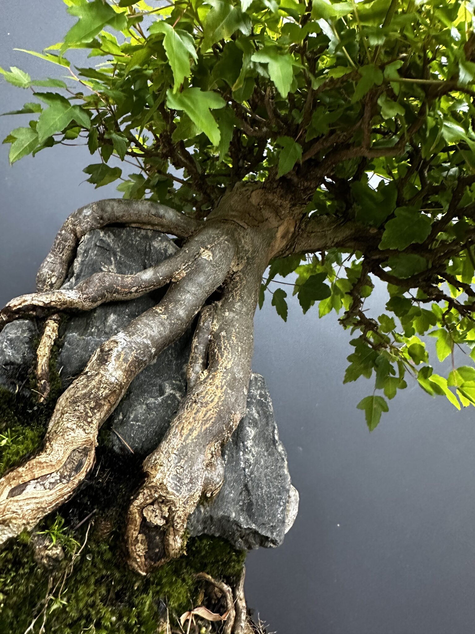 Trident Maple Root Over Rock - bonsaimatsu.com