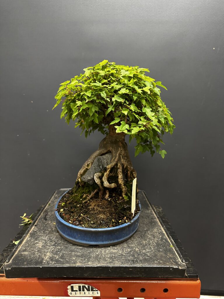 Trident Maple Root Over Rock - bonsaimatsu.com