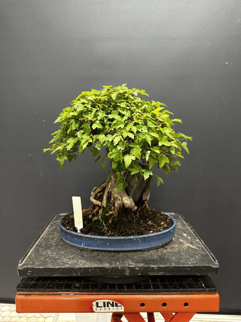 Trident Maple Root Over Rock - bonsaimatsu.com