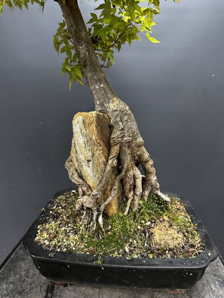 Trident Maple Root Over Rock - bonsaimatsu.com