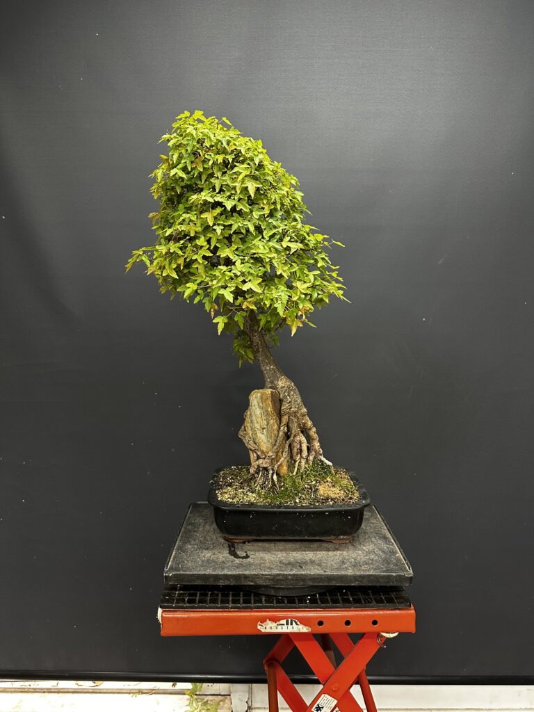 Trident Maple Root Over Rock - bonsaimatsu.com