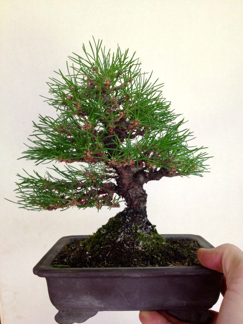 JBP Shohin After - bonsaimatsu.com