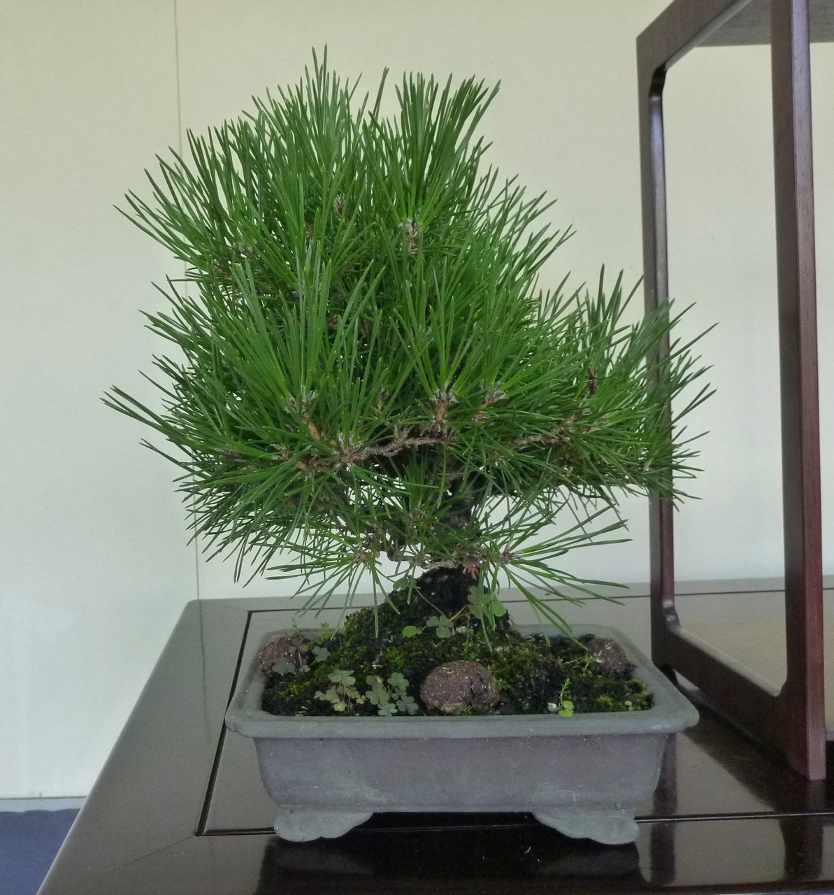 JBP Shohin Before - bonsaimatsu.com