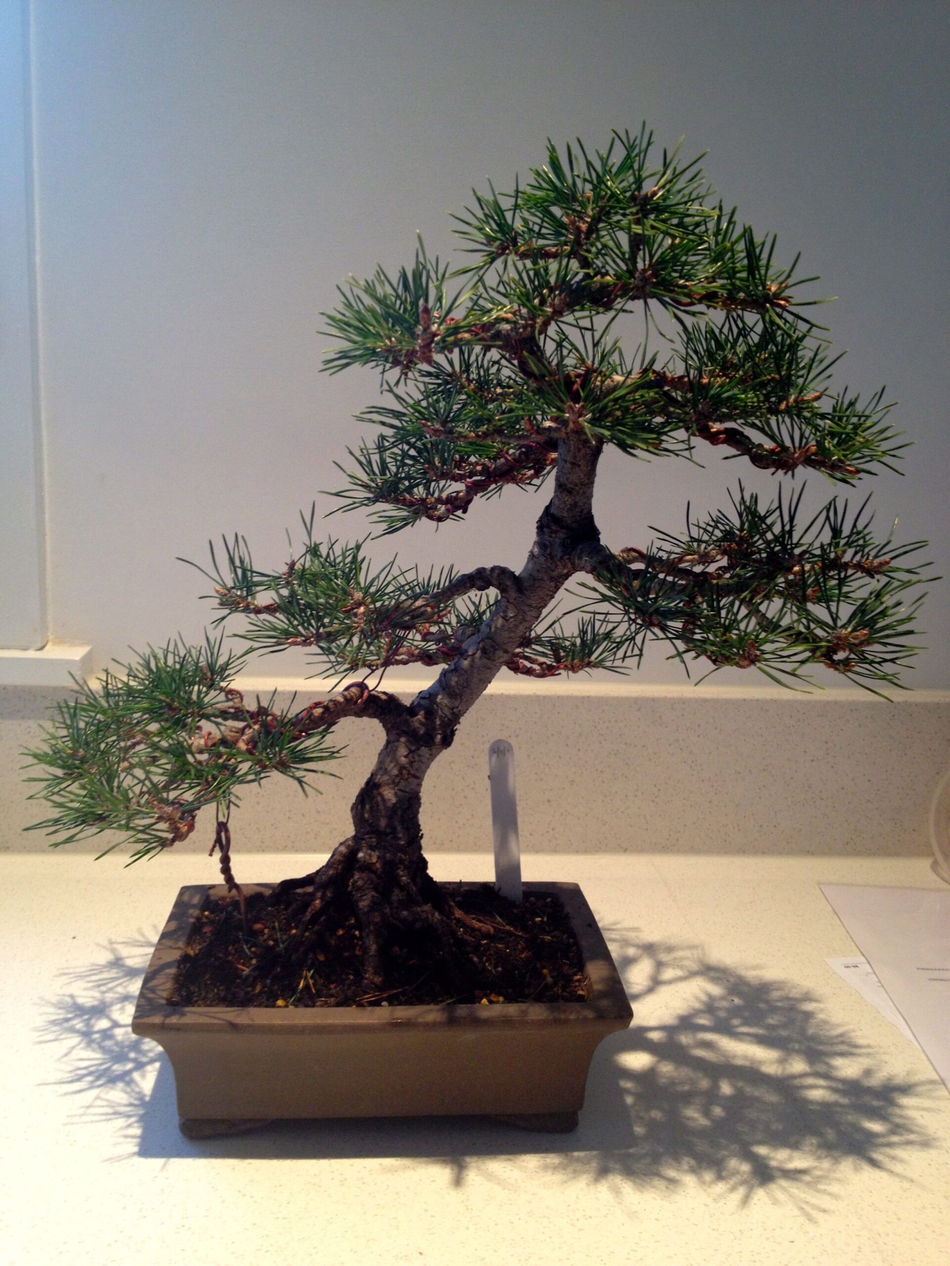 Scots Pine 2 - bonsaimatsu.com